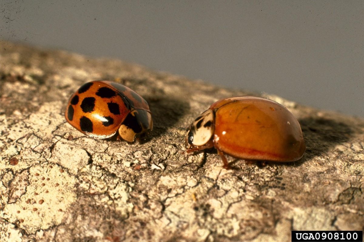 How Insects Brave the Winter Cold - Orchardly® Grow