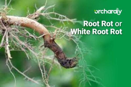 Root Rot or White Root Rot - its causes, symptoms, treatment & control ...
