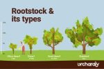 What is a rootstock? Its types & uses - Orchardly® Grow