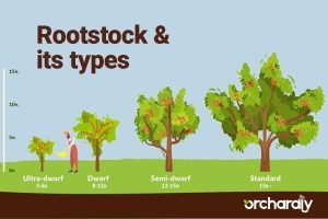 What is a rootstock? Its types & uses - Orchardly® Grow