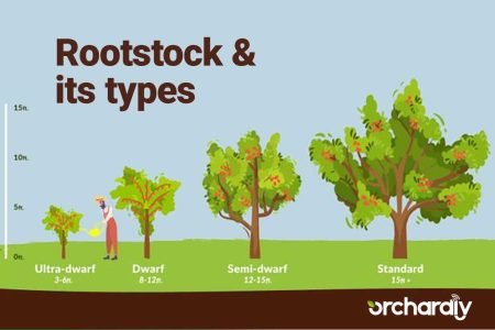 What is a rootstock? Its types & uses - Orchardly® Grow