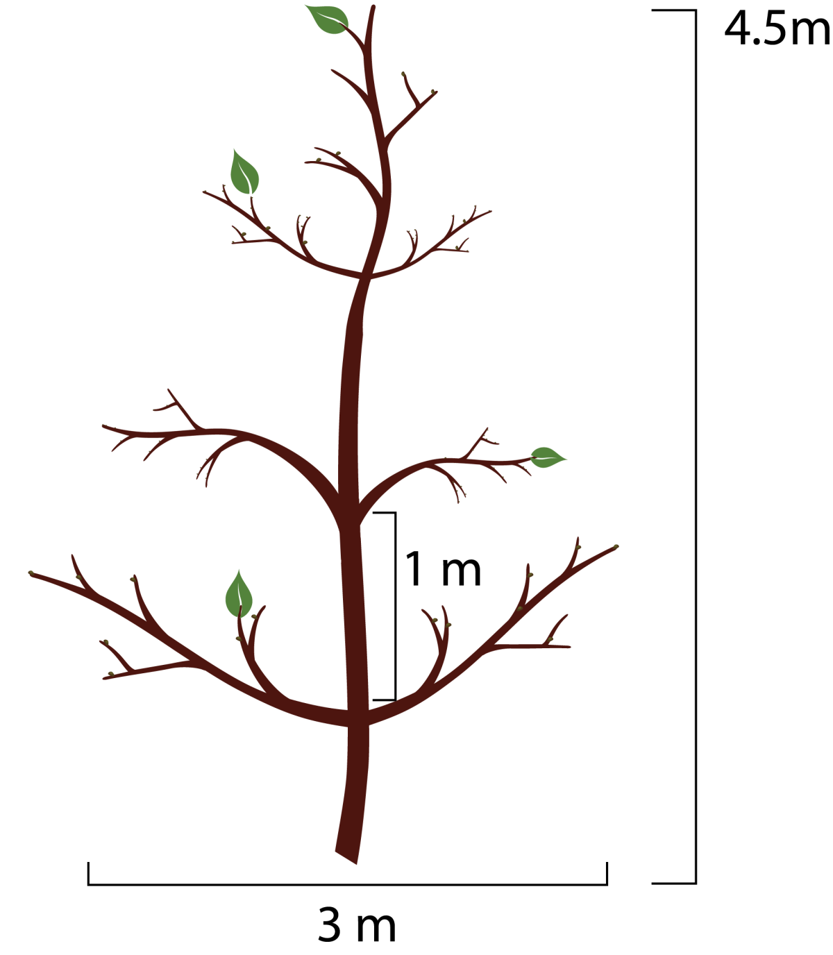 A Guide to Effective Apple Tree Training Systems - Orchardly® Grow