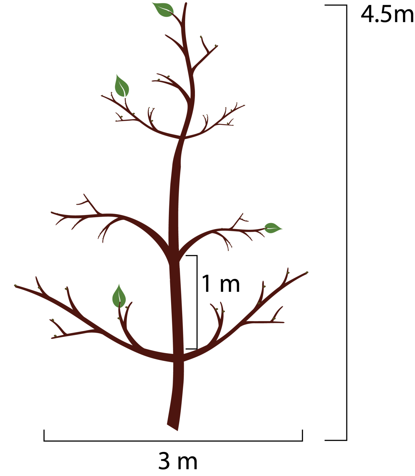 A Guide to Effective Apple Tree Training Systems - Orchardly® Grow