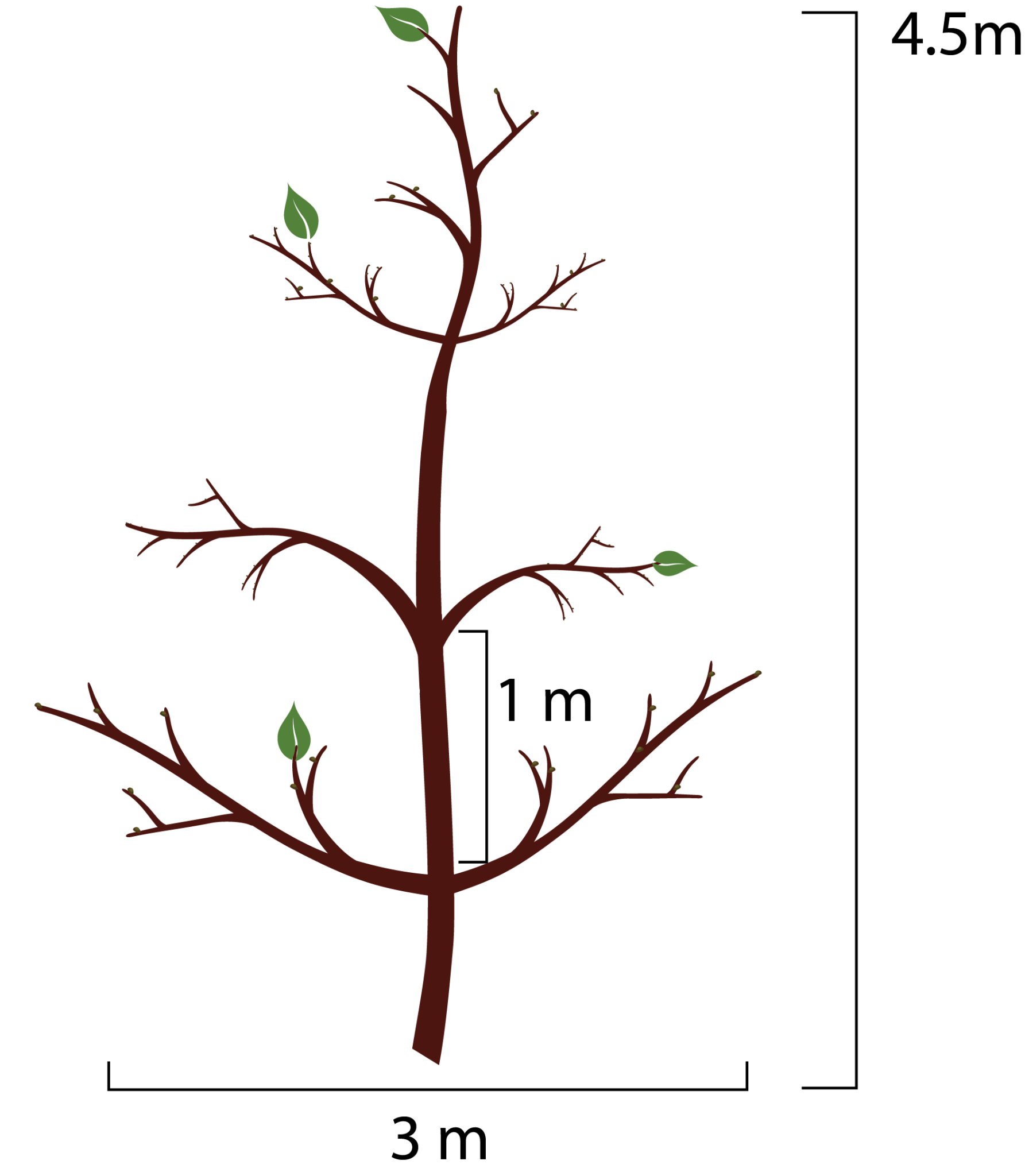 A Guide to Effective Apple Tree Training Systems - Orchardly® Grow