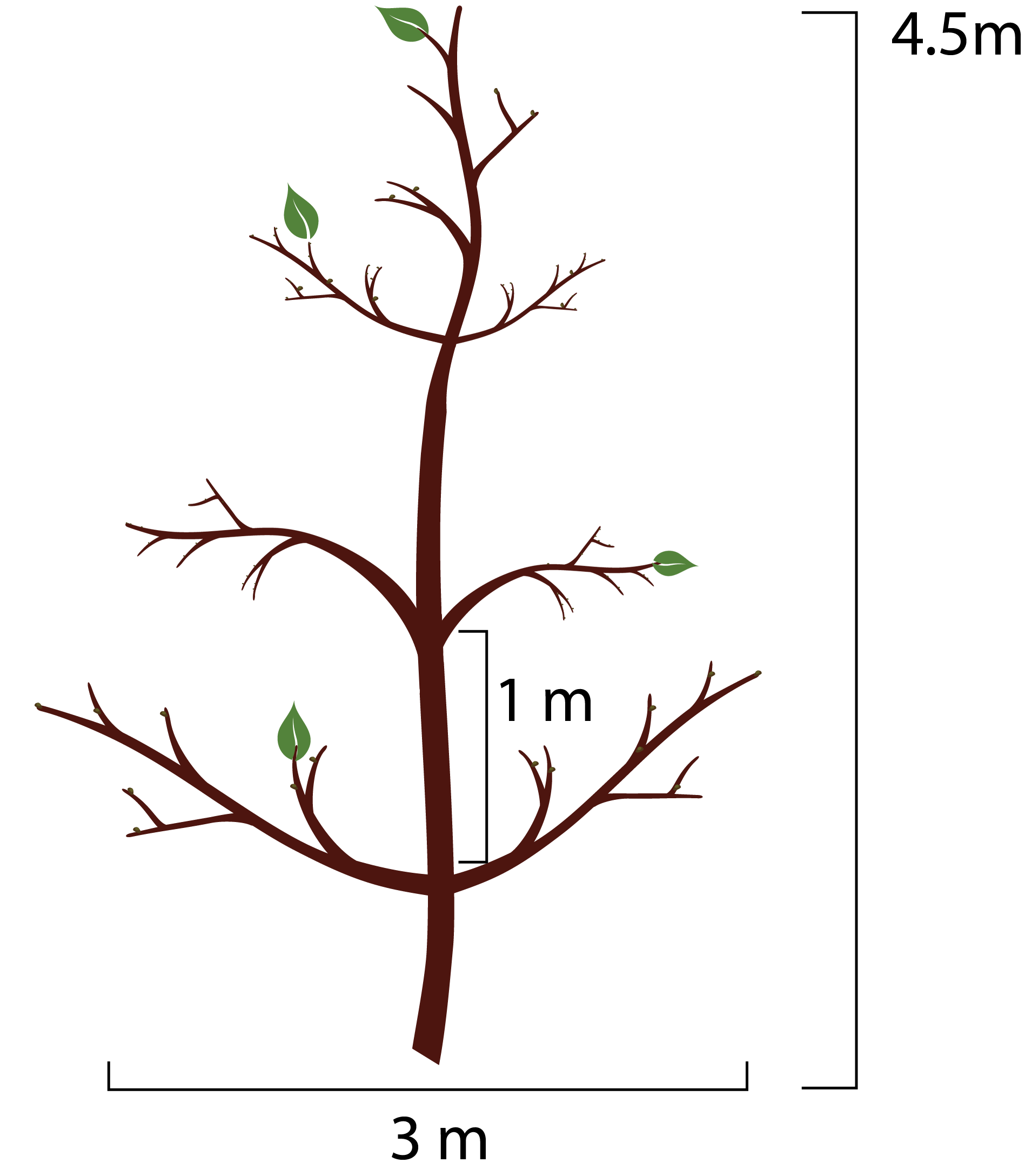 A Guide to Effective Apple Tree Training Systems - Orchardly® Grow