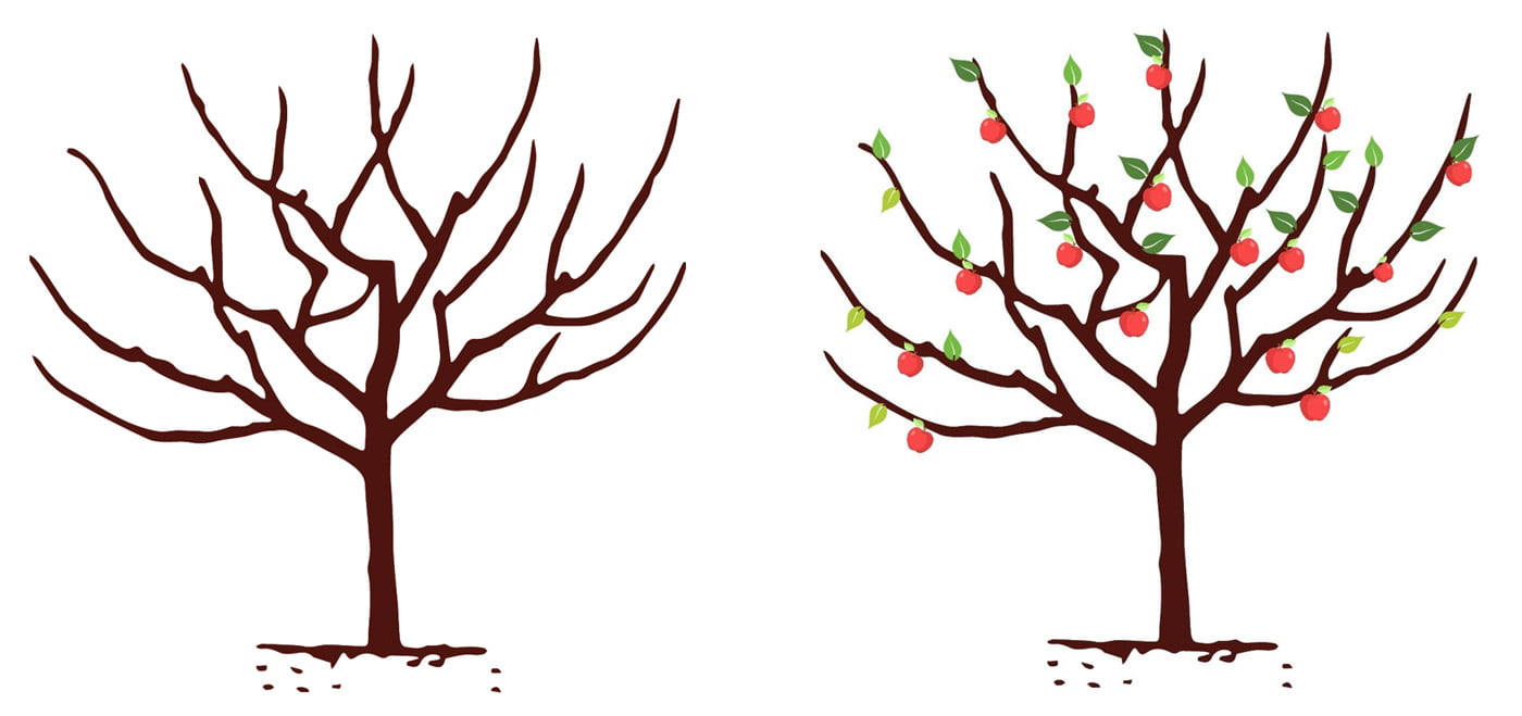 A Guide to Effective Apple Tree Training Systems - Orchardly® Grow