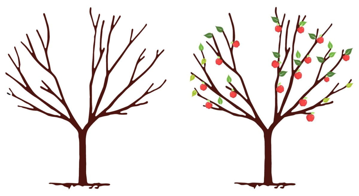 A Guide to Effective Apple Tree Training Systems - Orchardly® Grow