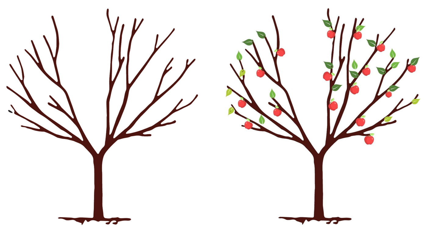 A Guide to Effective Apple Tree Training Systems - Orchardly® Grow