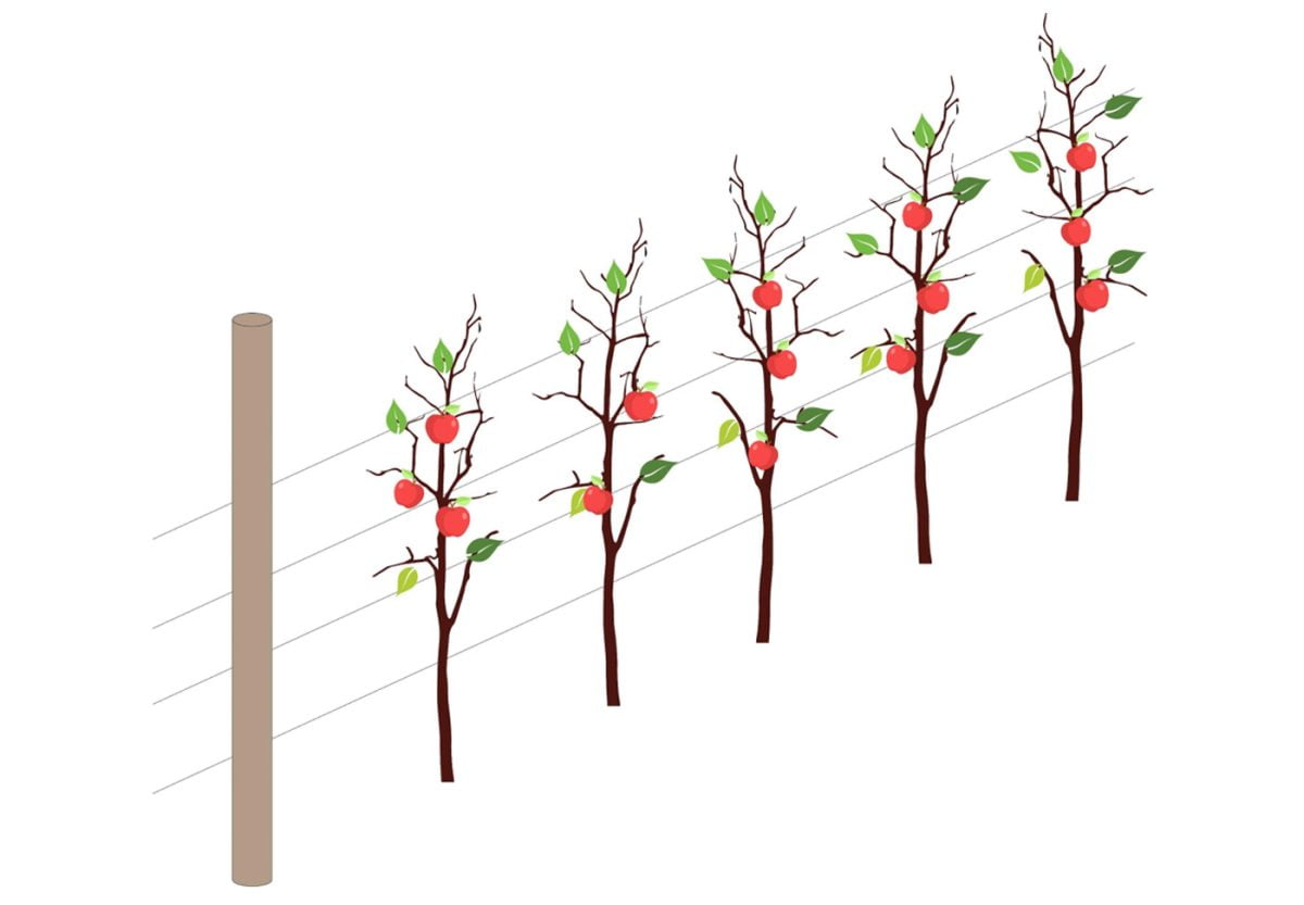 A Guide to Effective Apple Tree Training Systems - Orchardly® Grow