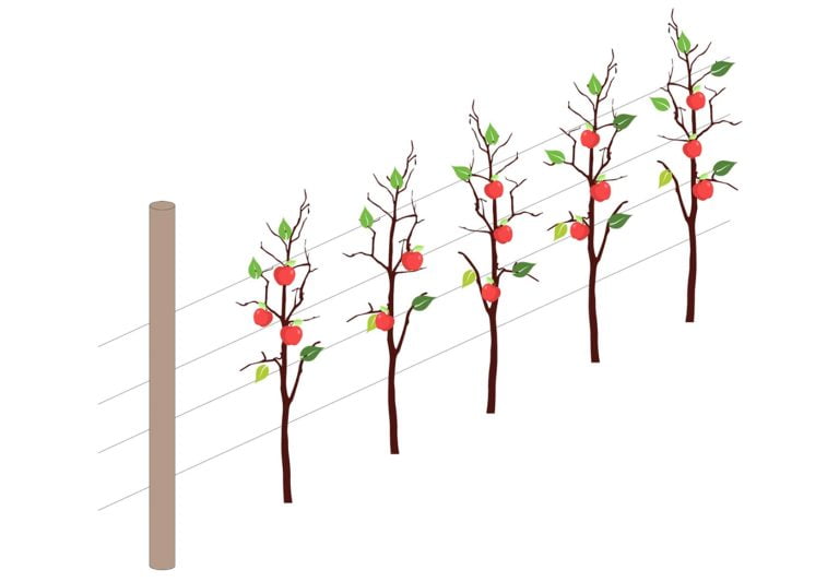 A Guide to Effective Apple Tree Training Systems - Orchardly® Grow