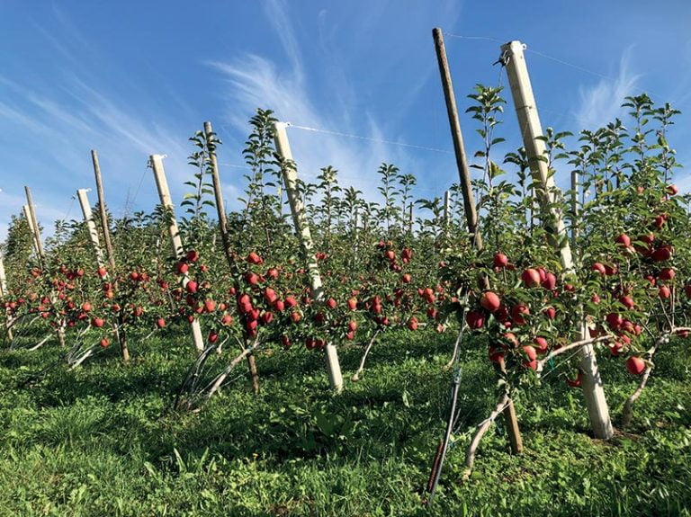 A Guide to Effective Apple Tree Training Systems - Orchardly® Grow
