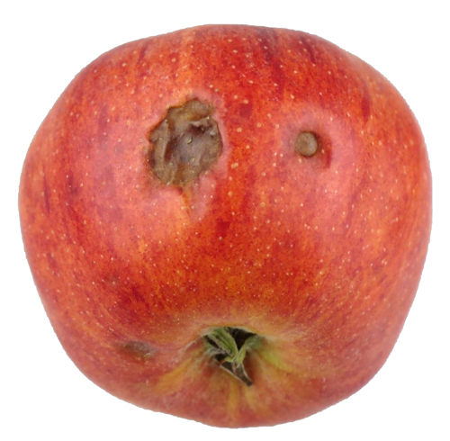 Lenticel Blotch in Apples: Effective Strategies for Healthier, Market ...