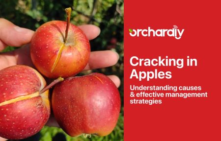 Apple fruit cracking: Understanding the causes & treatment - Orchardly® Grow